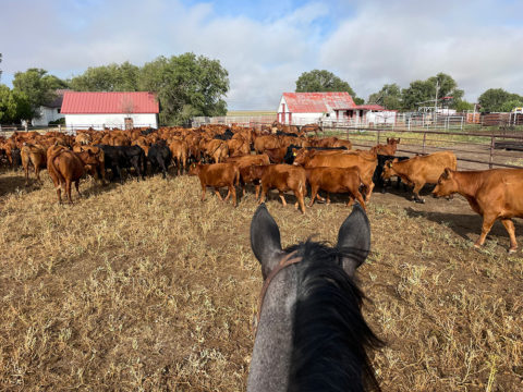 Pneu-Dart Women in Ranching—Shali and Phy Lord’s Fifth Generation ...