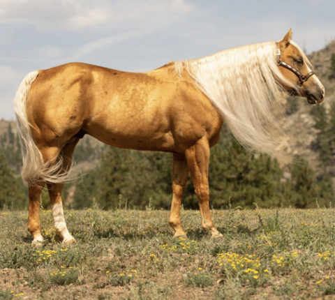 PESI (With Stallion Directory) | WPRA