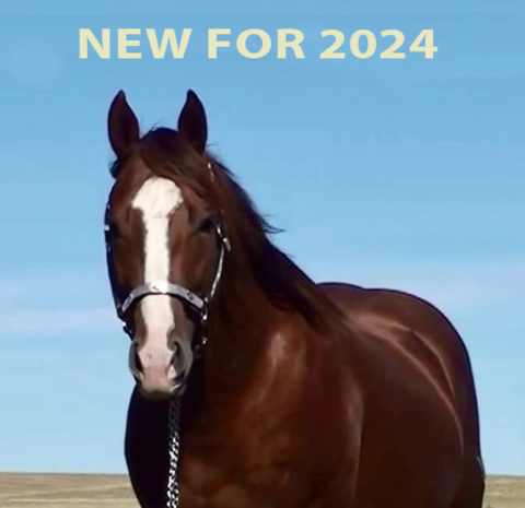 PESI (With Stallion Directory) | WPRA